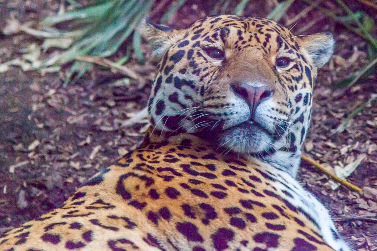 Chester Zoo – The Adventures of Melvyn and Lesley